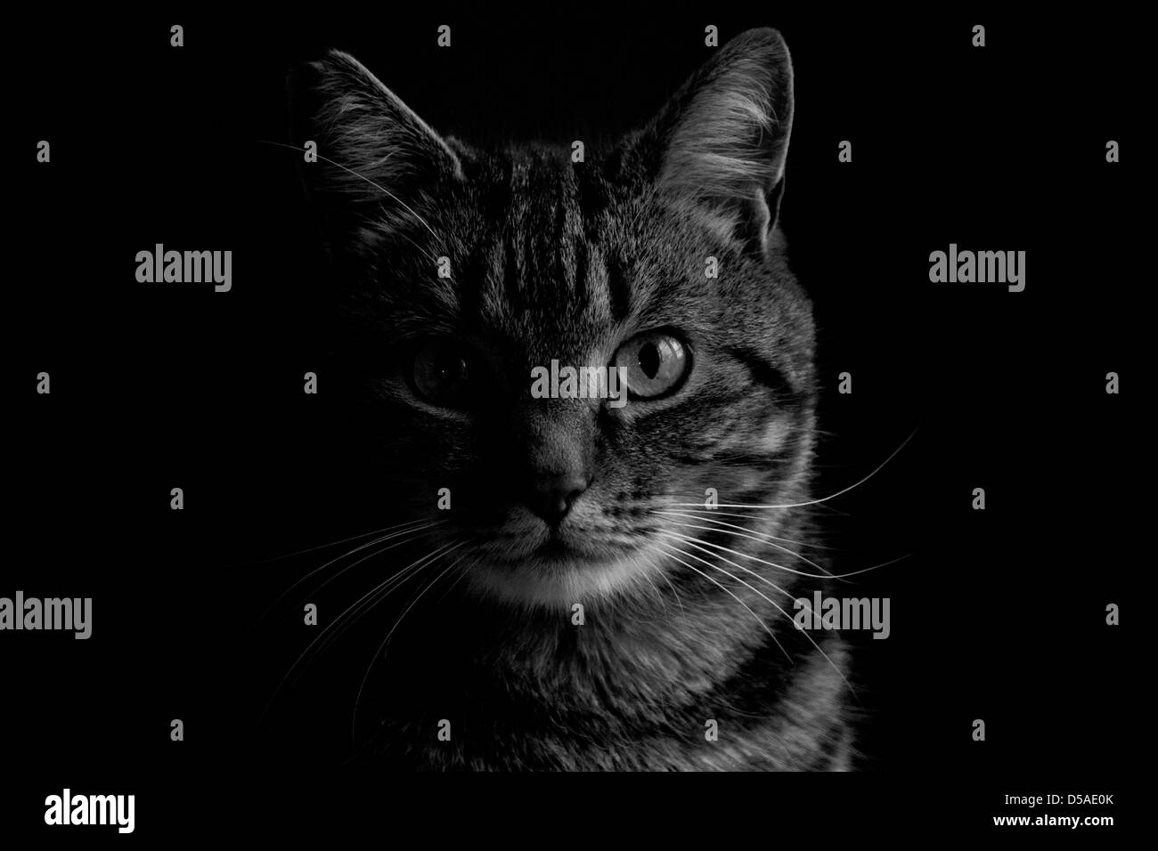 Tabby cat animal portrait Black and White Stock Photos & Images - Alamy