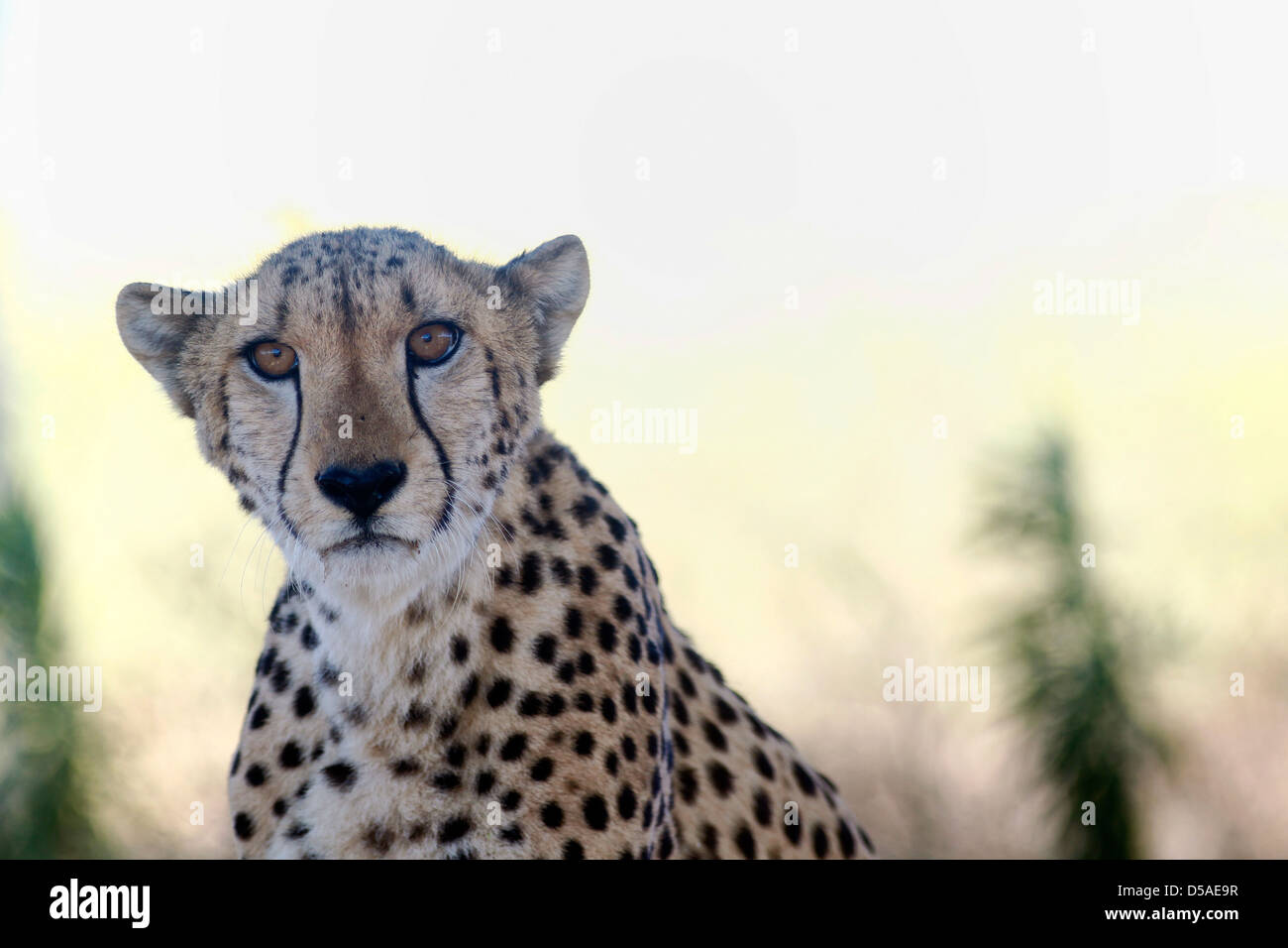 La Barca de la Florida, Spain, cheetah on a farm in Spain Stock Photo ...