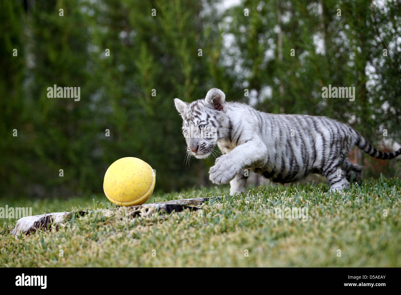 La Barca de la Florida, Spain, White tiger on a farm in Spain Stock ...