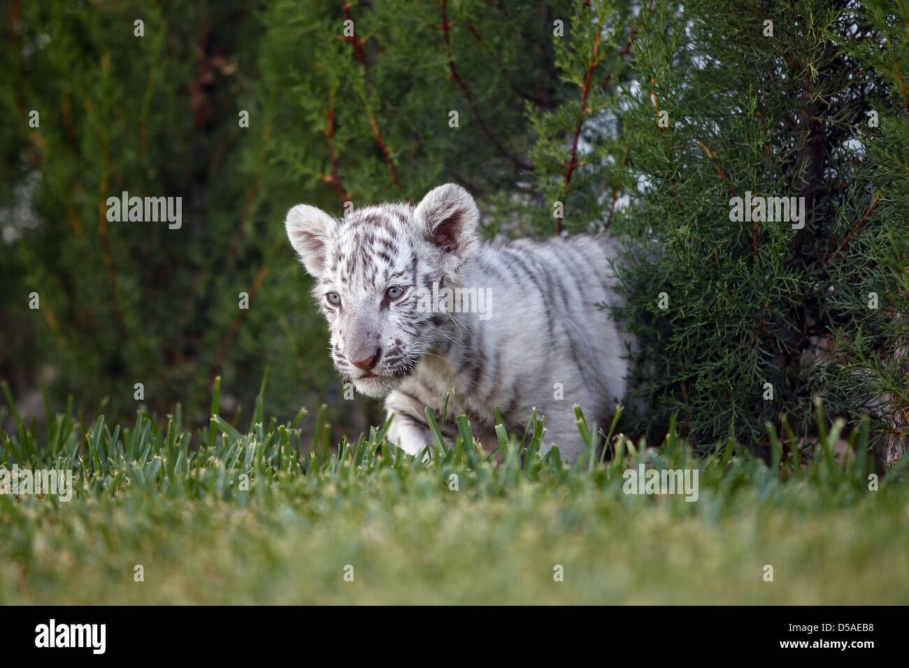 La Barca de la Florida, Spain, White tiger on a farm in Spain Stock ...