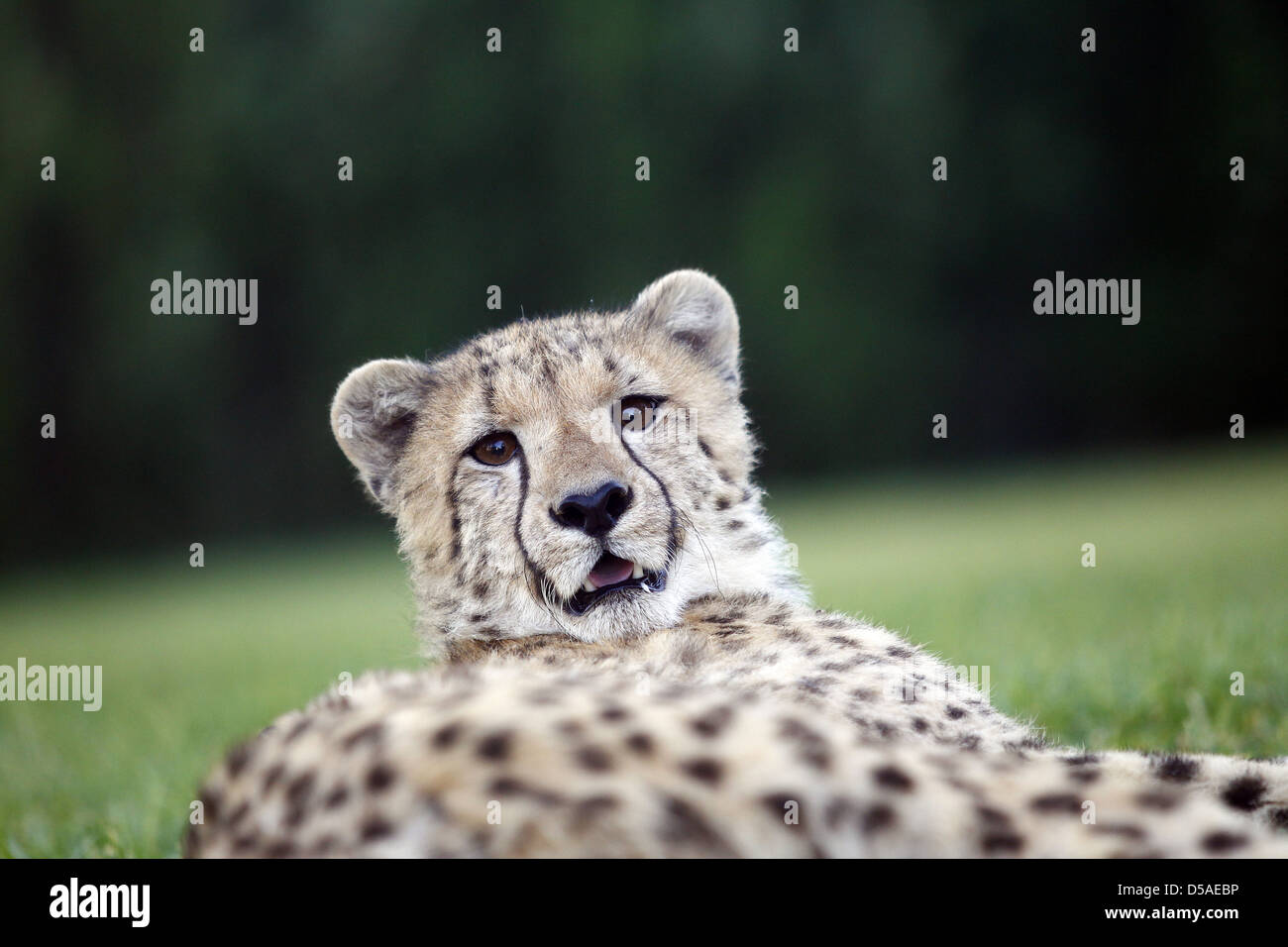 La Barca de la Florida, Spain, cheetah on a farm in Spain Stock Photo ...