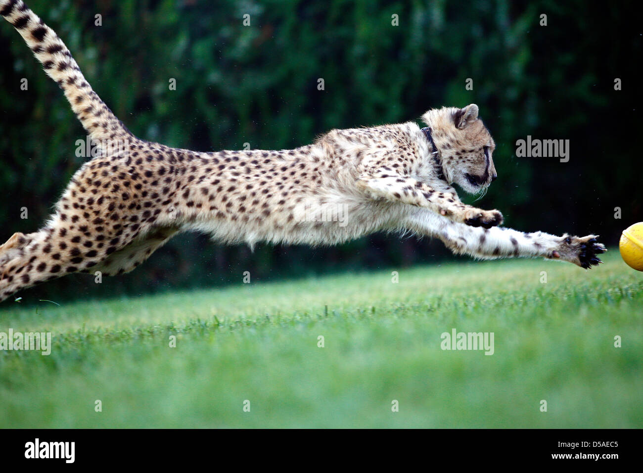 Cheetah farm hi-res stock photography and images - Alamy