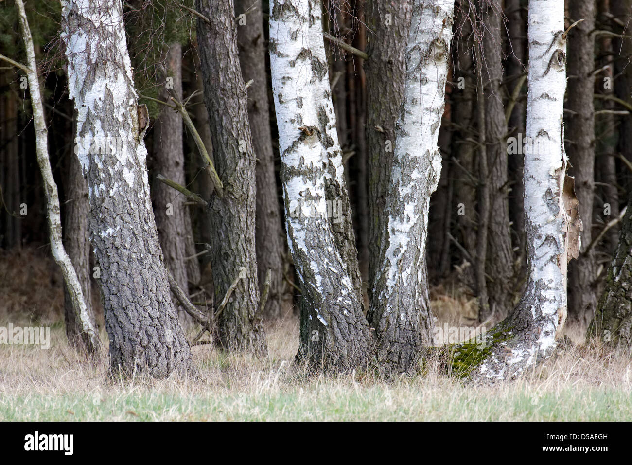 Group of birch trees at the edge of a forest Stock Photo - Alamy