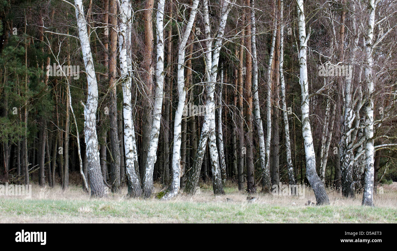 Edge of forest with birch trees at a meadow Stock Photo - Alamy