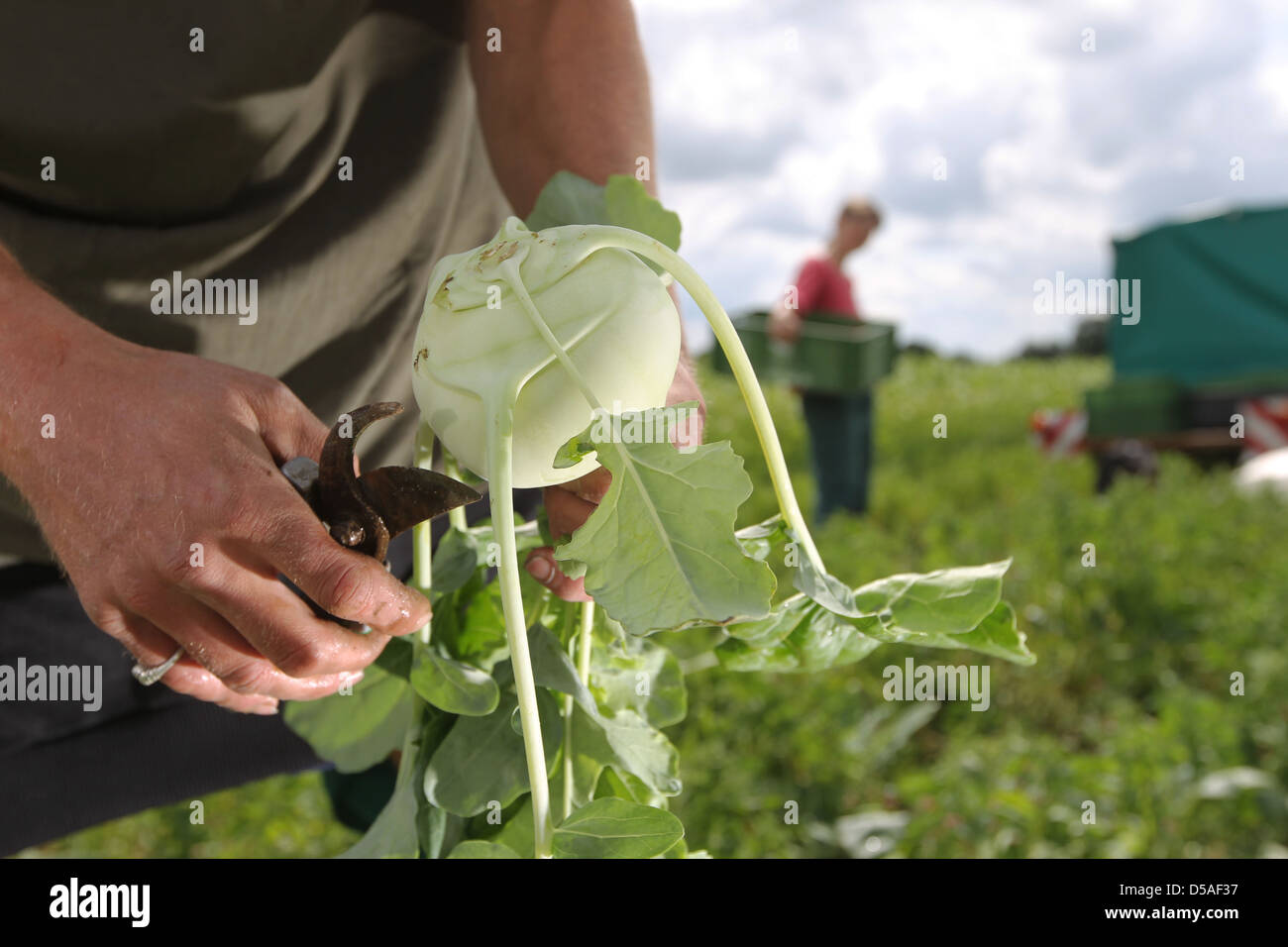 Handewitt, Germany, kohlrabi is harvested in a field Stock Photo - Alamy