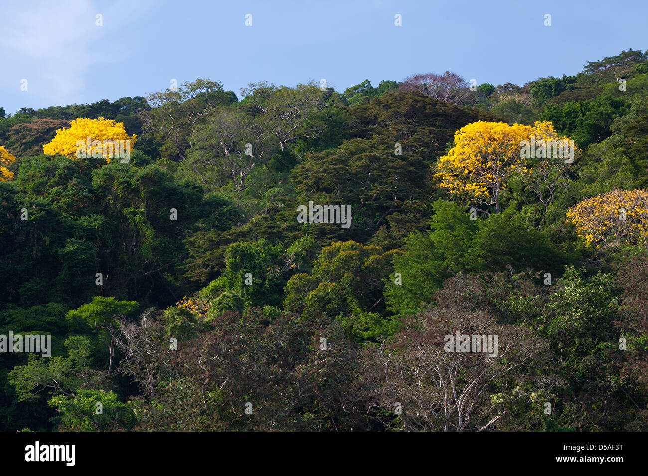 Yellow Gold Trees (Guayacan) sci,name; Tabebuia guayacan, in the ...