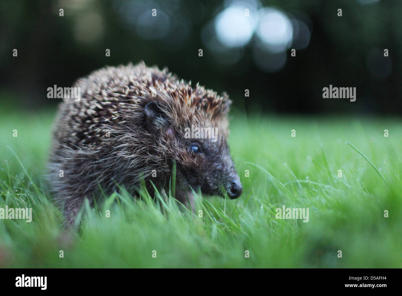 Handewitt, Germany, runs a hedgehog in the garden over the lawn Stock ...