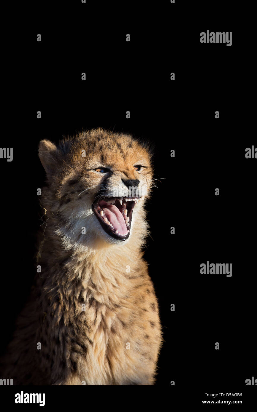 Cheetah acinonyx jubatus snarling hi-res stock photography and images ...
