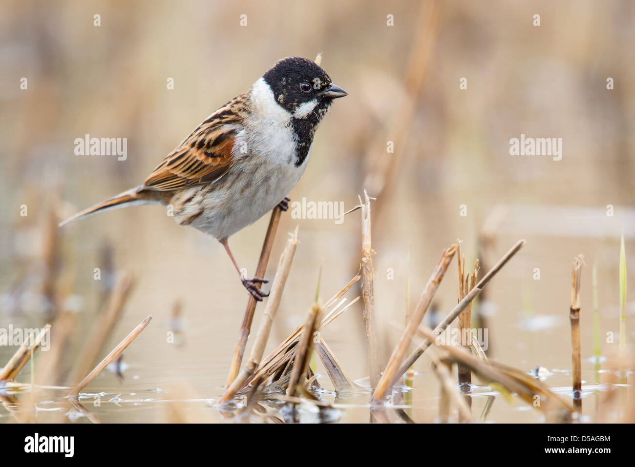 Close-up of a male reed bunting (Emberiza schoeniclus), Rainham marshes ...