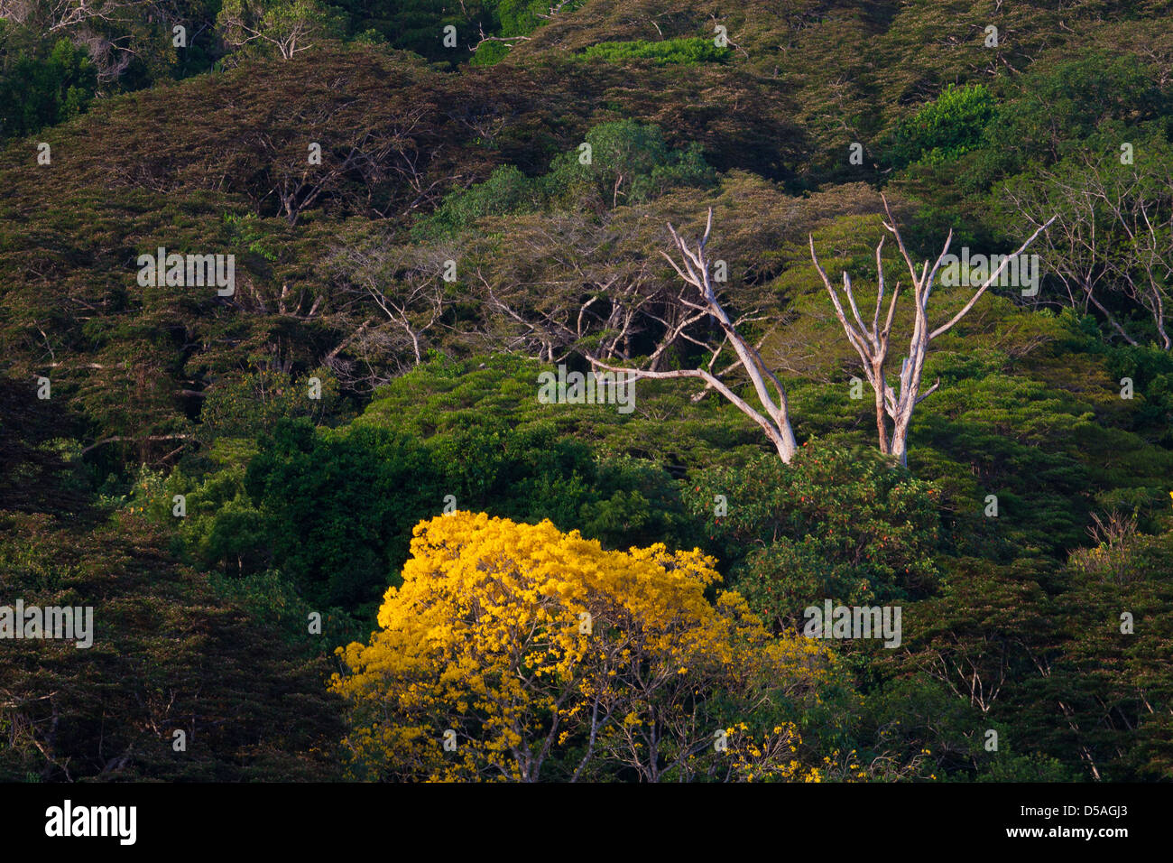 Yellow Gold Tree (Guayacan) sci,name; Tabebuia guayacan, in the ...