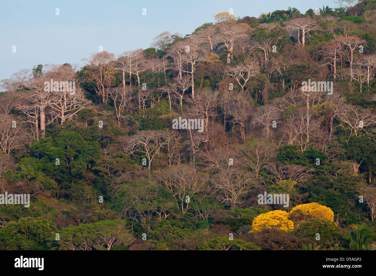 Yellow Gold Trees (Guayacan), on the East side of Rio Chagres ...