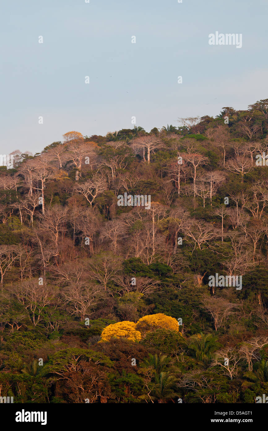Yellow Gold Trees (Guayacan), on the East side of Rio Chagres ...