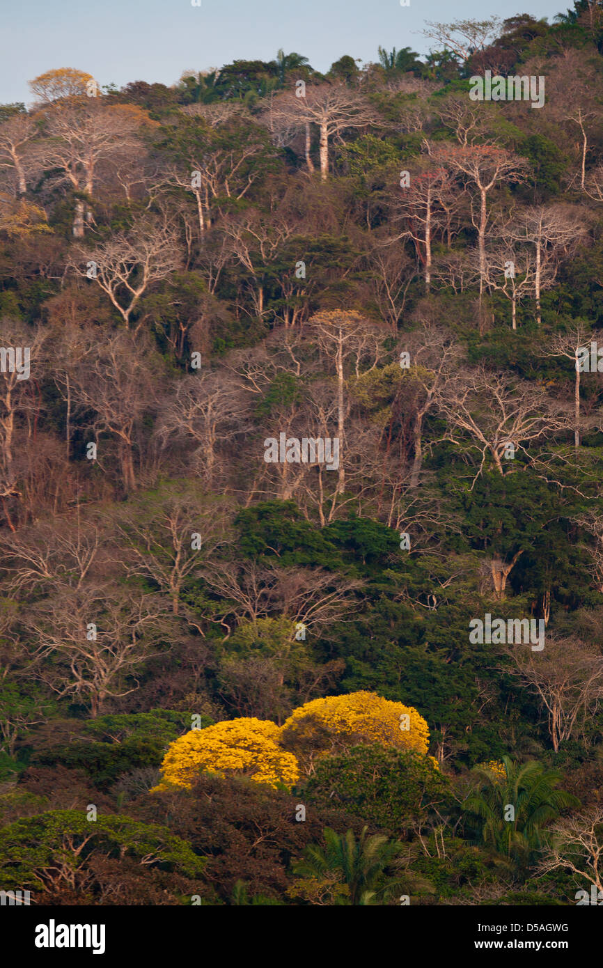 Yellow Gold Trees (Guayacan), on the East side of Rio Chagres ...
