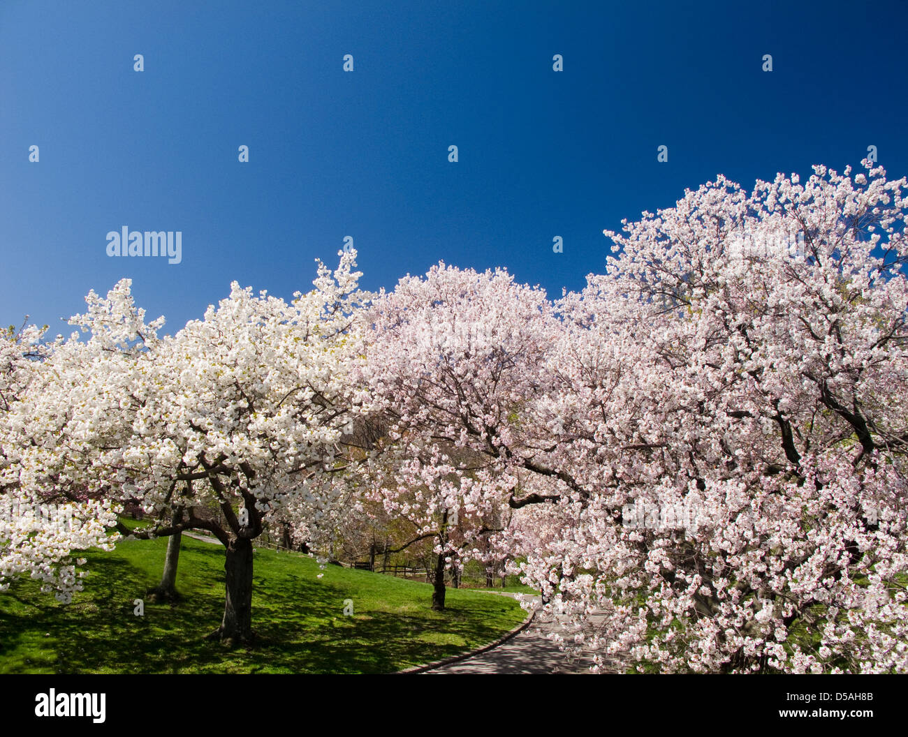 Japanese Cherry Blossom Orchard in Full Bloom Stock Photo - Alamy