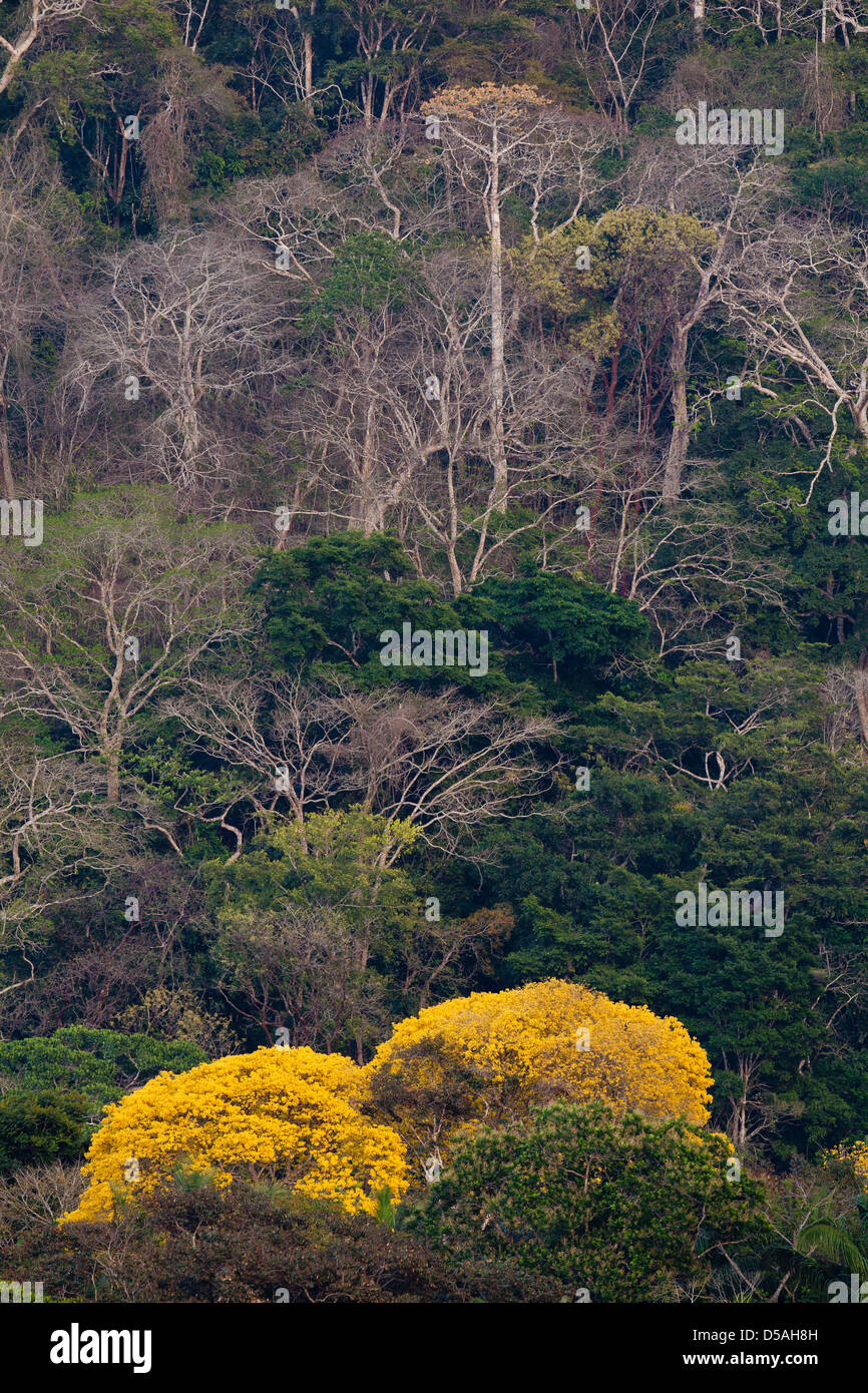 Yellow Gold Trees (Guayacan), on the East side of Rio Chagres ...