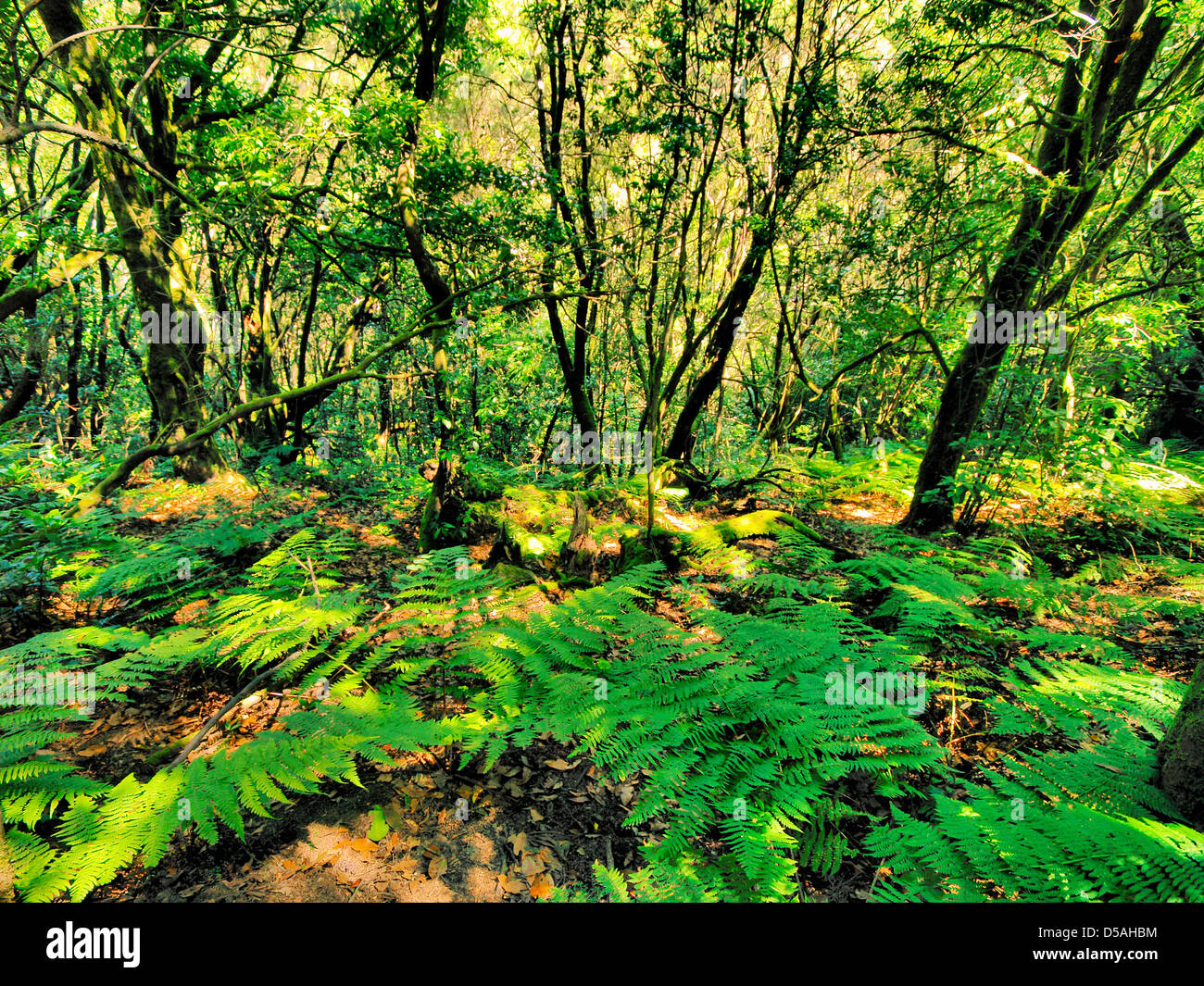 Garajonay National Park, La Gomera, Canary Islands, Spain Stock Photo ...