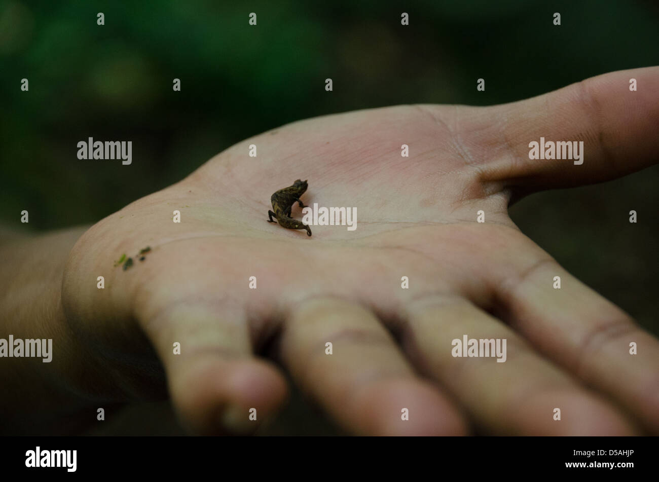 The world's smallest chameleon - Brookesia micra - found in the forest ...