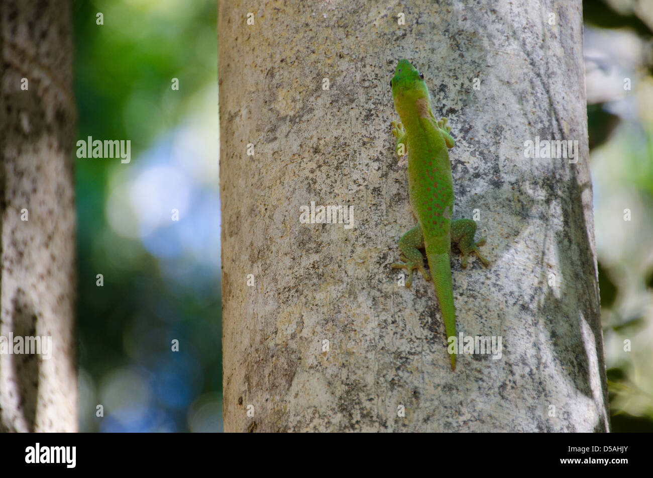 Geico hi-res stock photography and images - Alamy