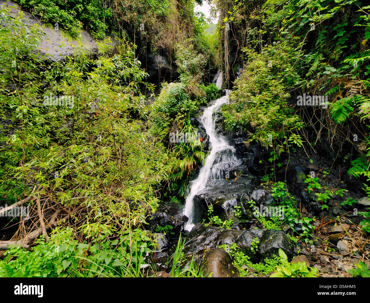 Garajonay National Park, La Gomera, Canary Islands, Spain Stock Photo ...