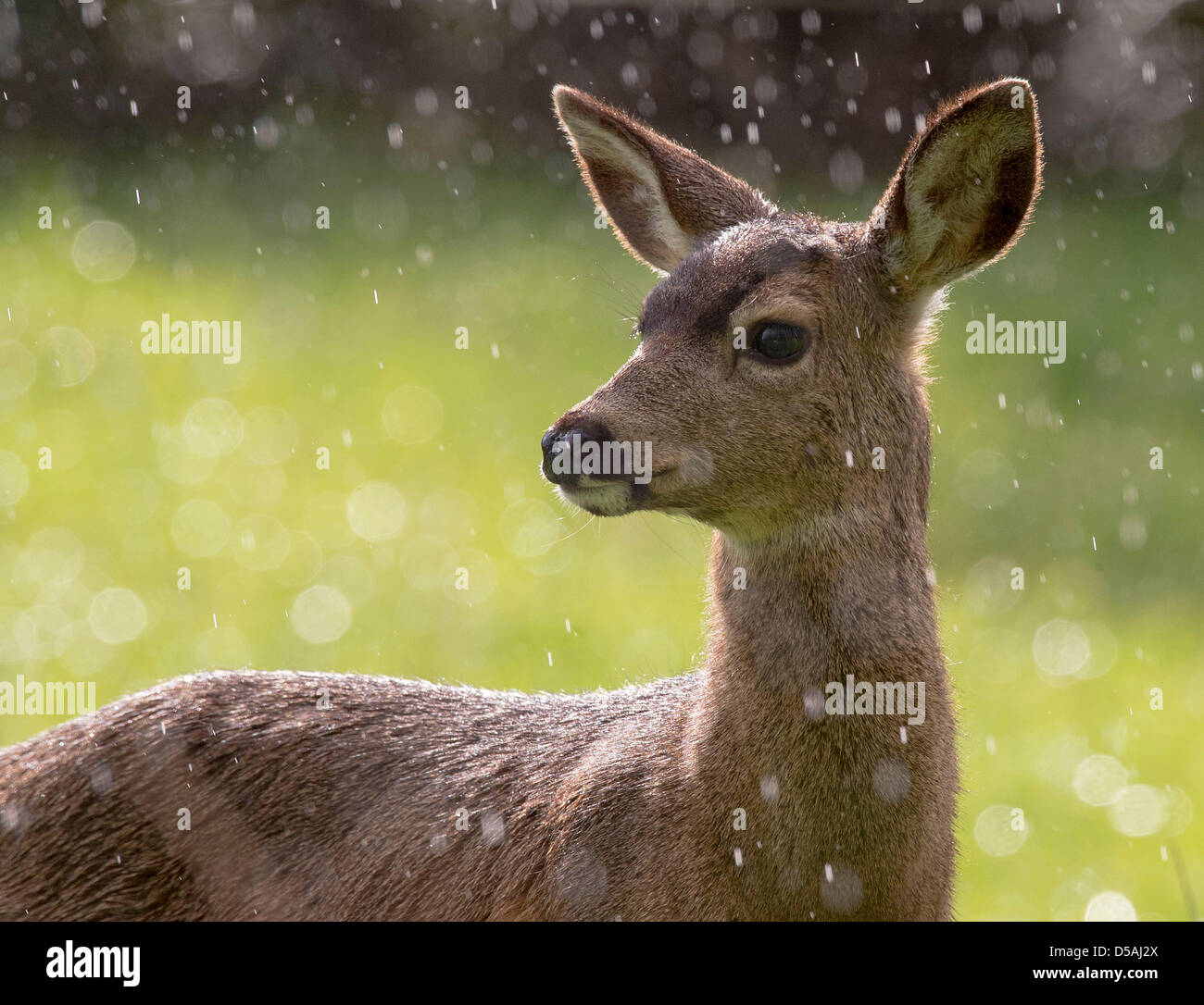 Roseburg, Oregon, USA. 27th March 2013. A wild black-tailed deer ...