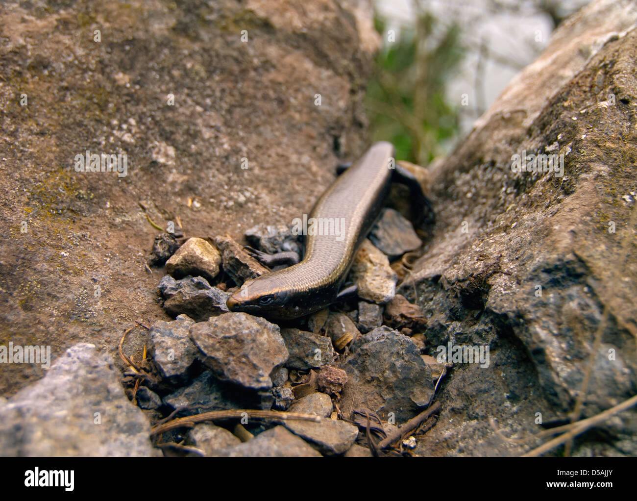 Lisa dorada hi-res stock photography and images - Alamy