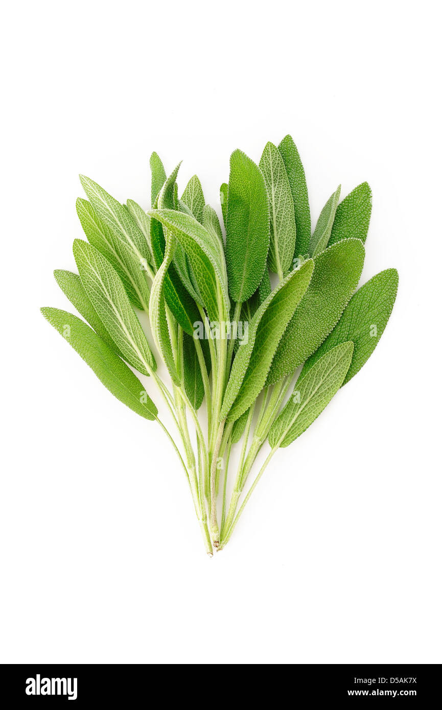 Fresh sage leaves on white background Stock Photo - Alamy