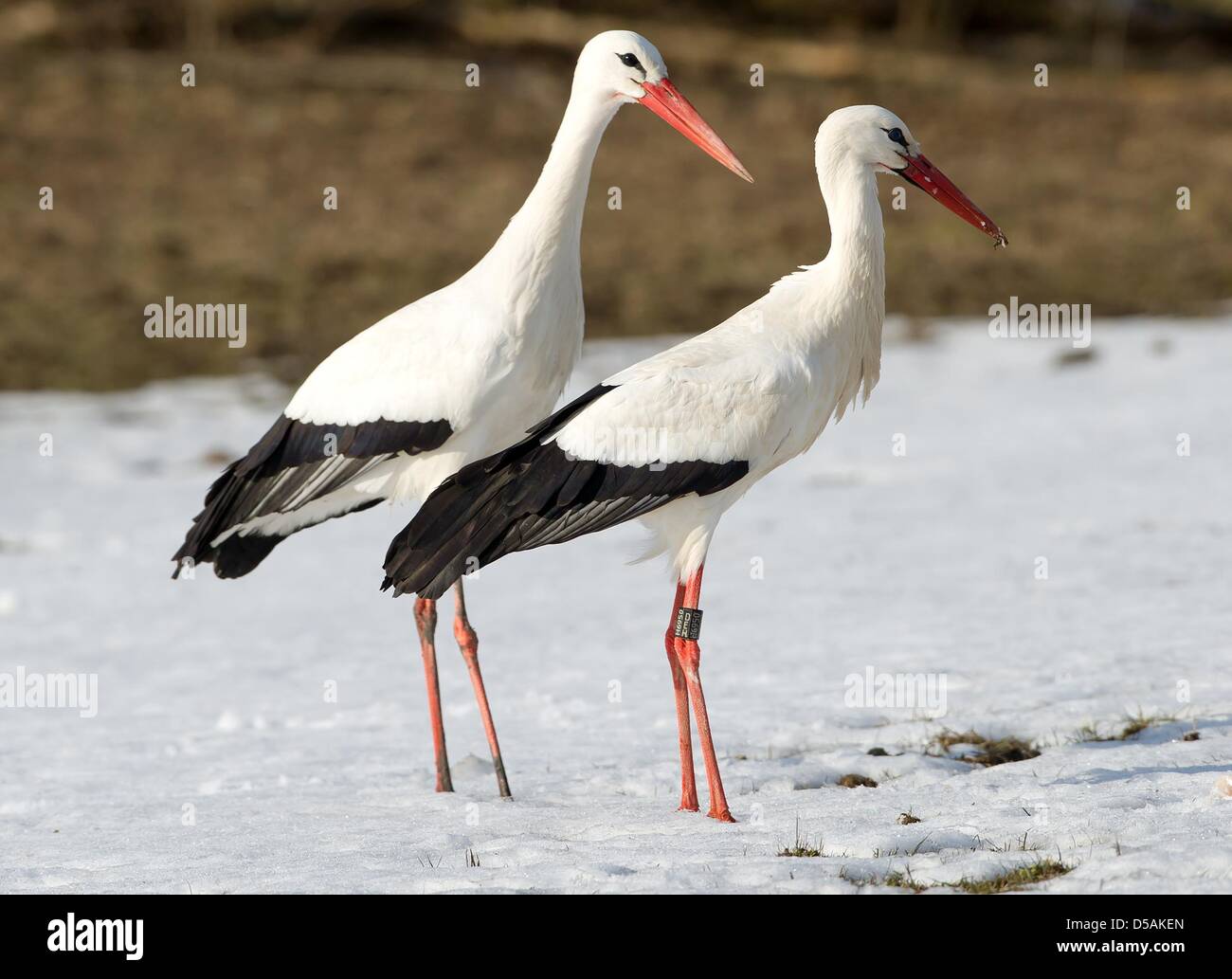 Four seasons in one photo hi-res stock photography and images - Alamy
