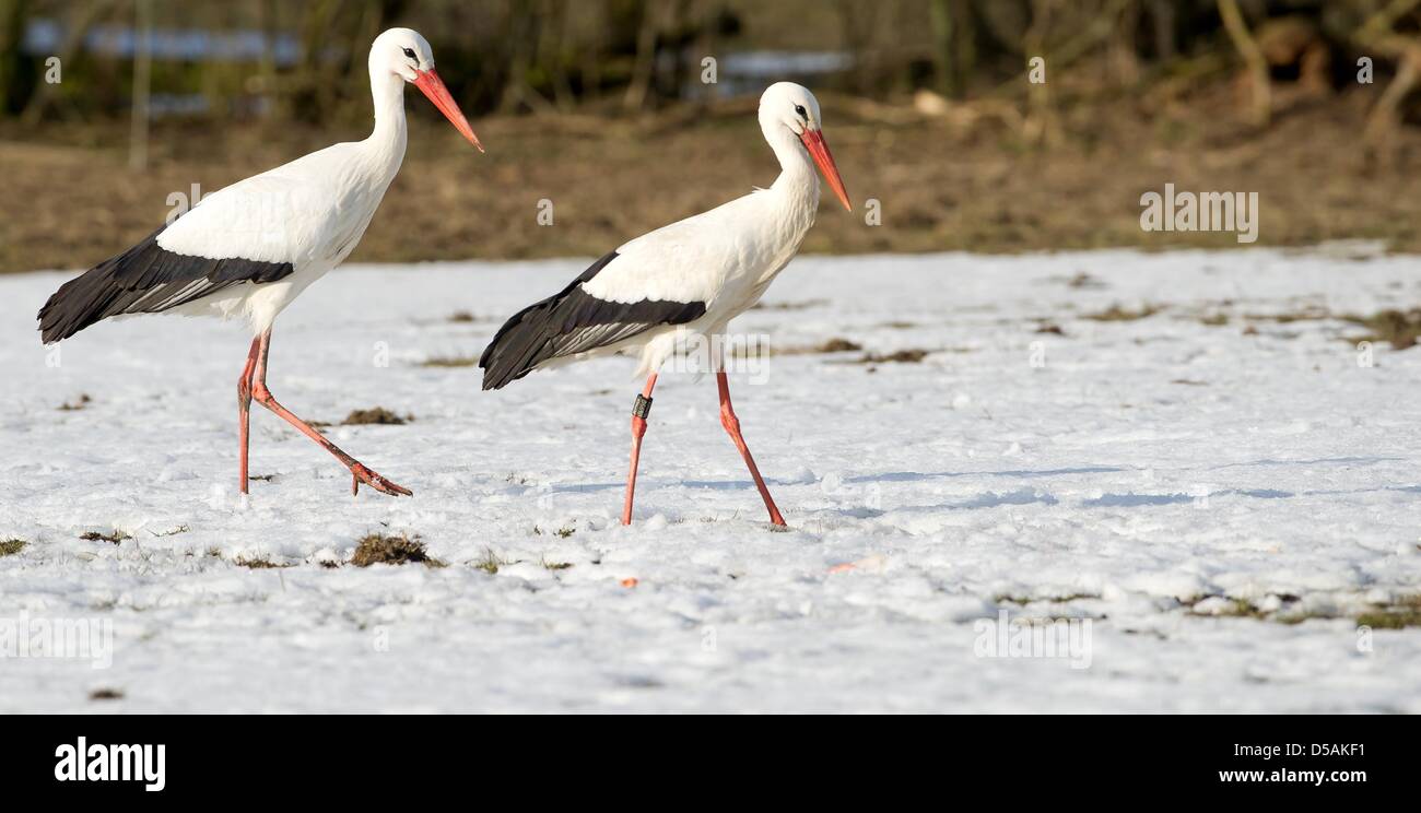Four seasons in one photo hi-res stock photography and images - Alamy