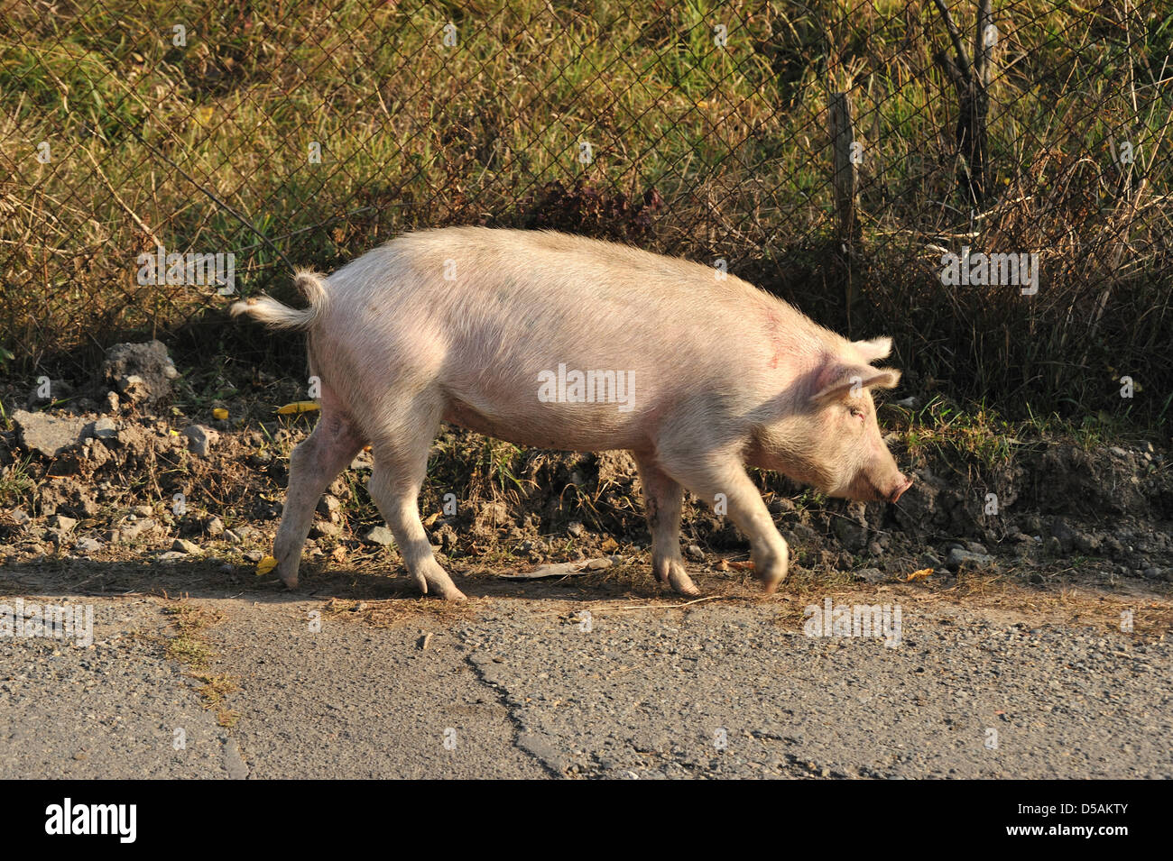 Pig in the street hi-res stock photography and images - Alamy
