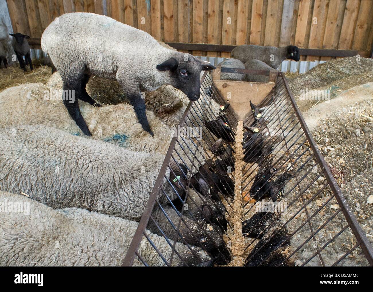 Food for the animals in the barn photo hi-res stock photography and ...