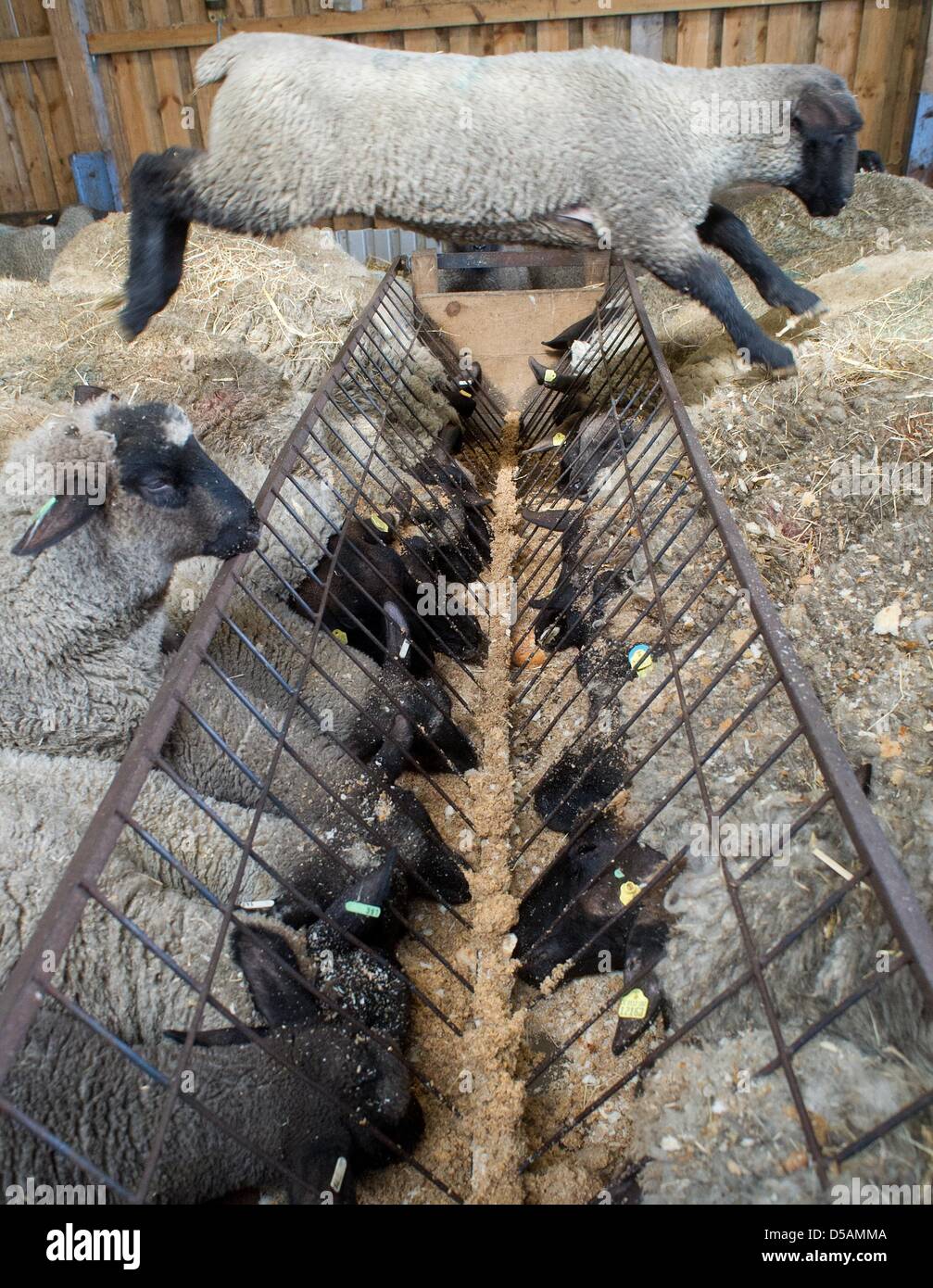 Food for the animals in the barn photo hi-res stock photography and ...