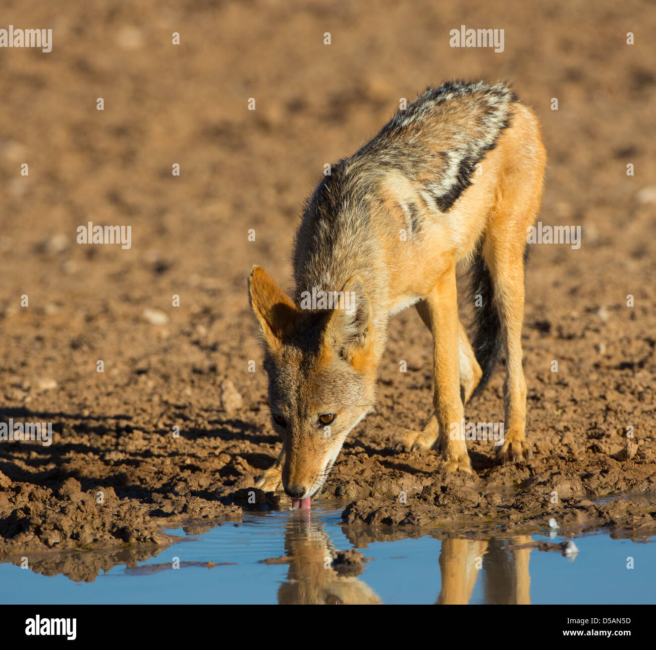 Jackal tongue hi-res stock photography and images - Alamy