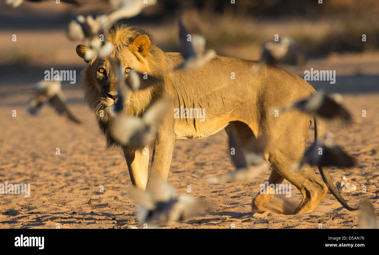 lion black mane among flying doves Stock Photo - Alamy