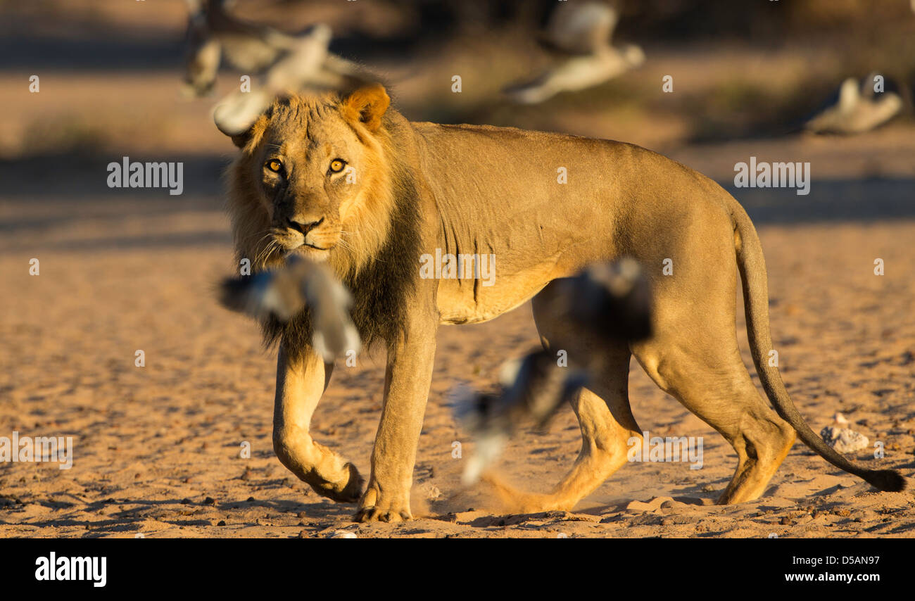 lion black mane among doves Stock Photo - Alamy