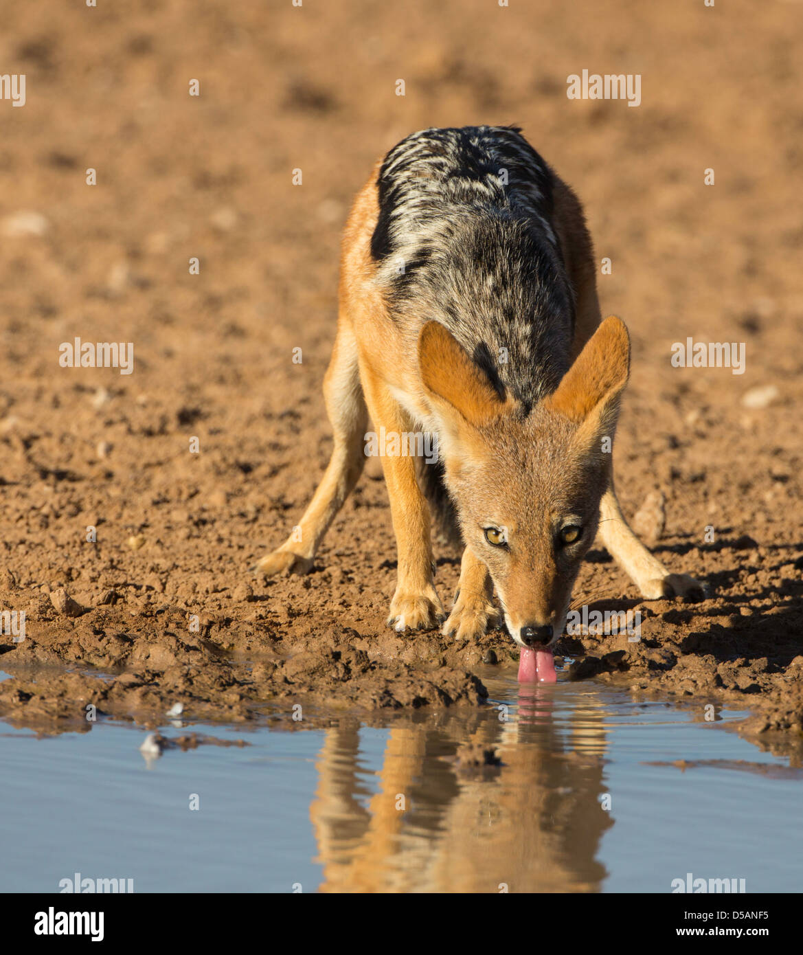 Jackal tongue hi-res stock photography and images - Alamy