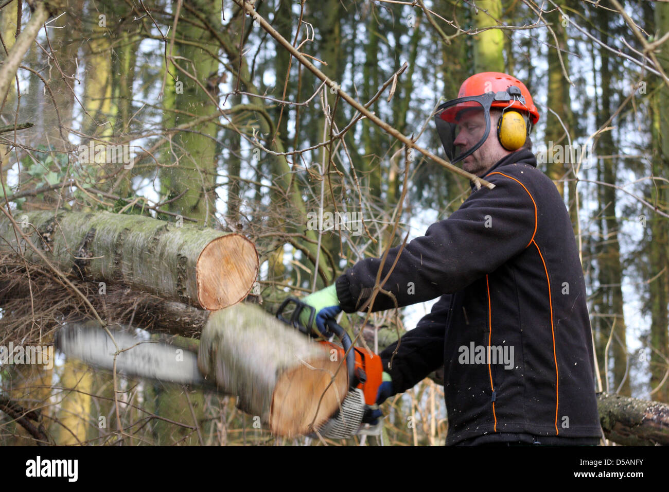 Hamm, Germany, arborists sawed a tree Stock Photo - Alamy