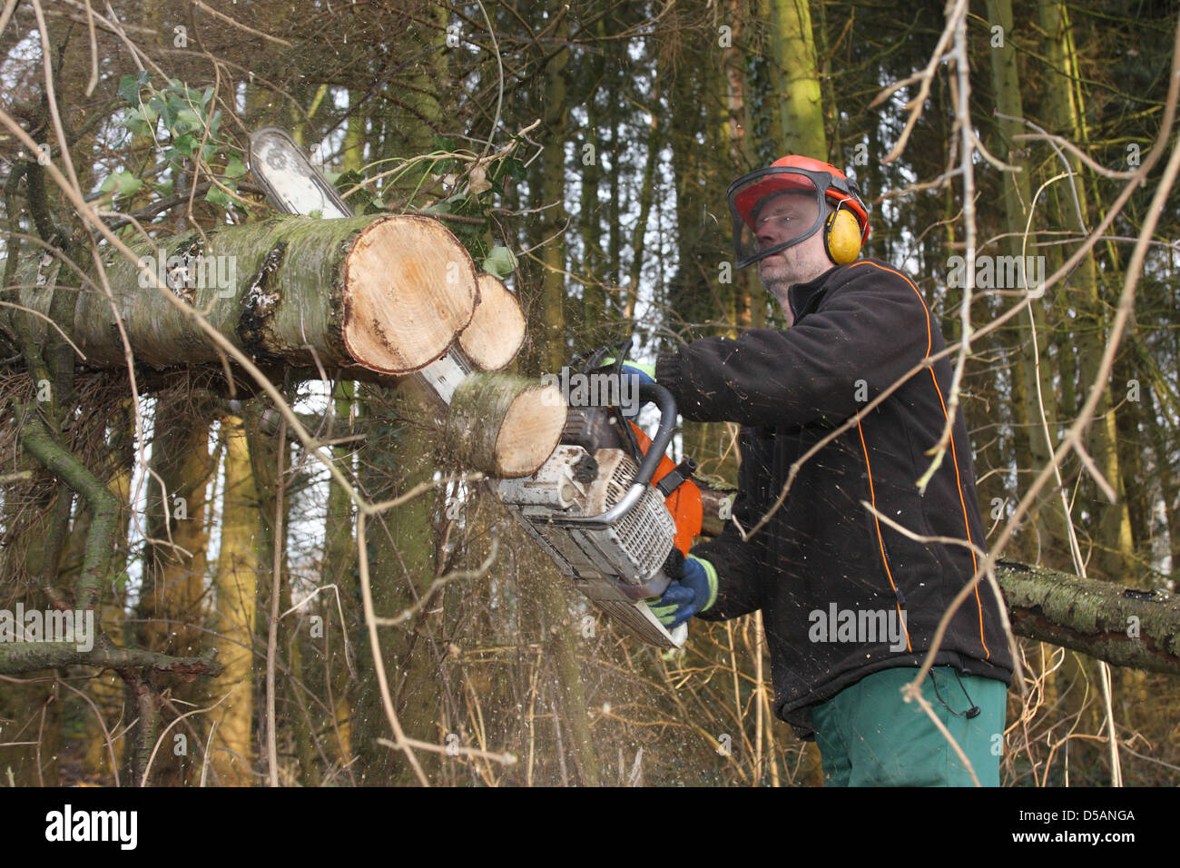 Hamm, Germany, arborists sawed a tree Stock Photo - Alamy