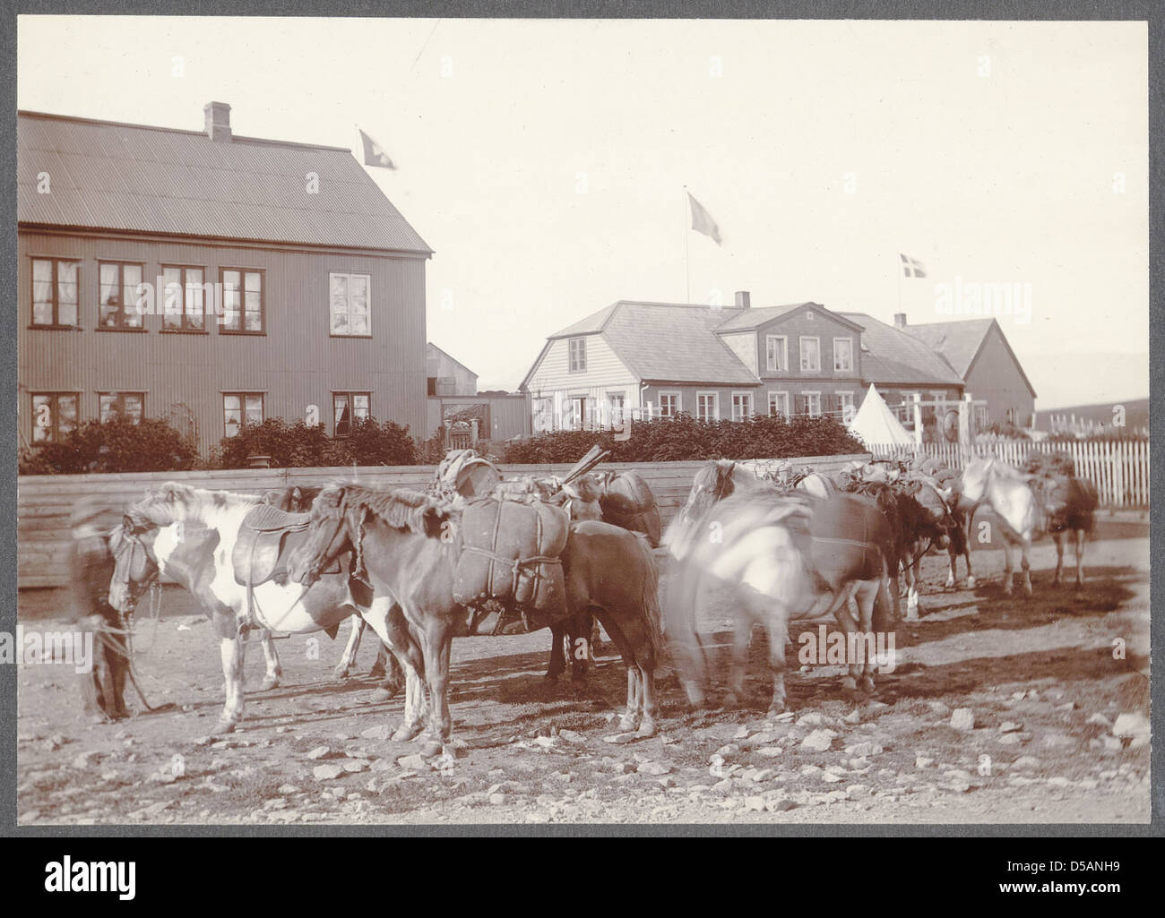 A photograph showing a loaded pack train in Reykjavík, Iceland. The ...