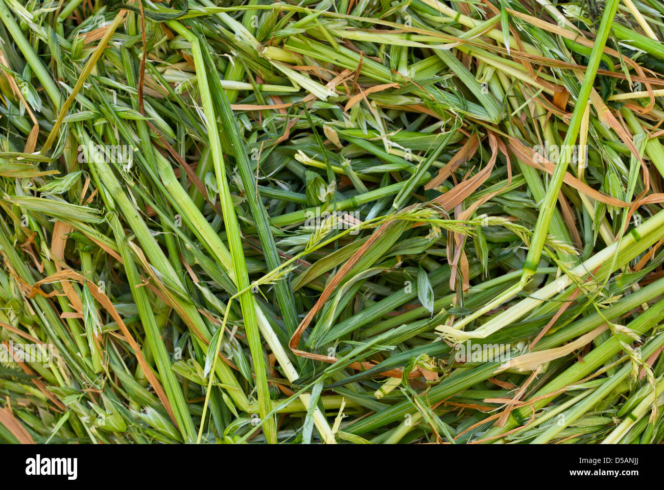 Straw texture green, brown, yellow Stock Photo - Alamy