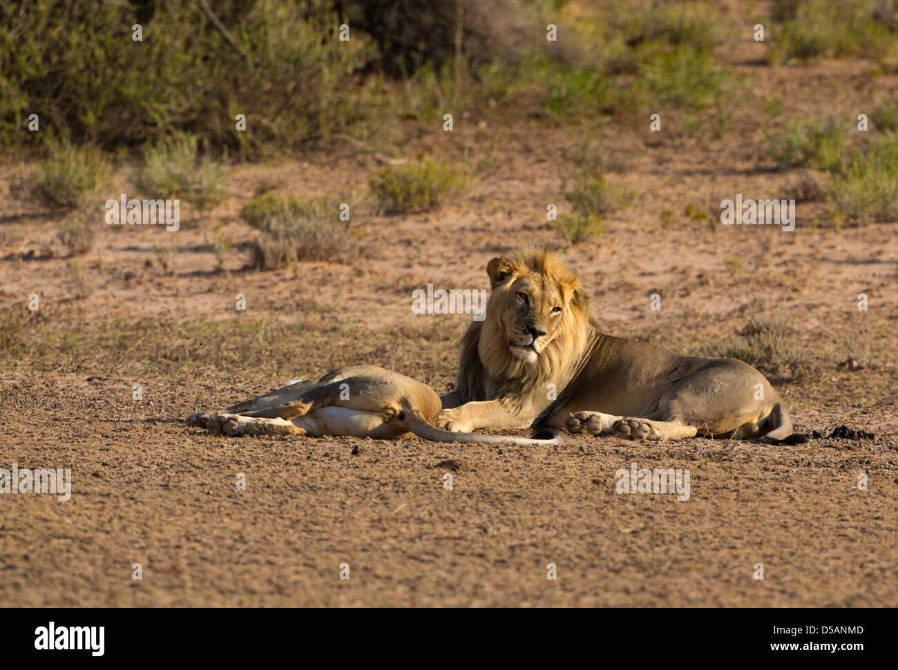 lion mating resting Stock Photo - Alamy