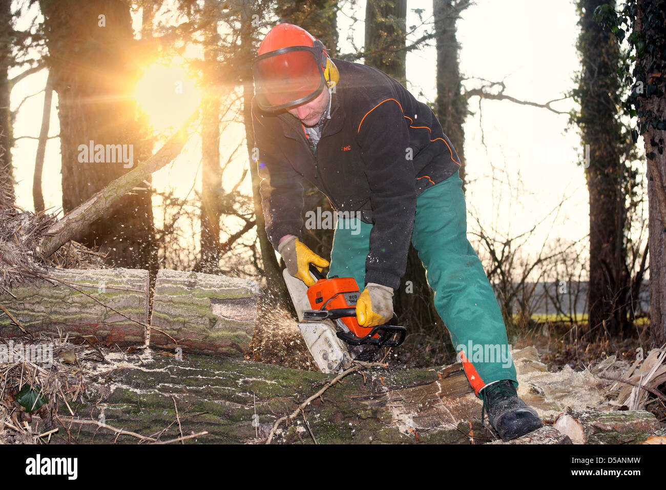 Hamm, Germany, arborists sawed a tree Stock Photo - Alamy