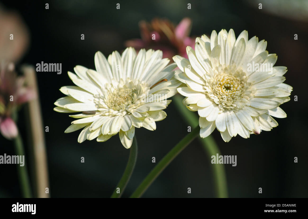 The white Flower gerbera daisy Stock Photo - Alamy