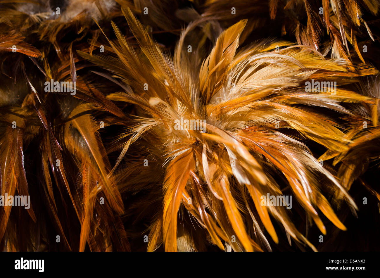 Brown feathers hi-res stock photography and images - Alamy