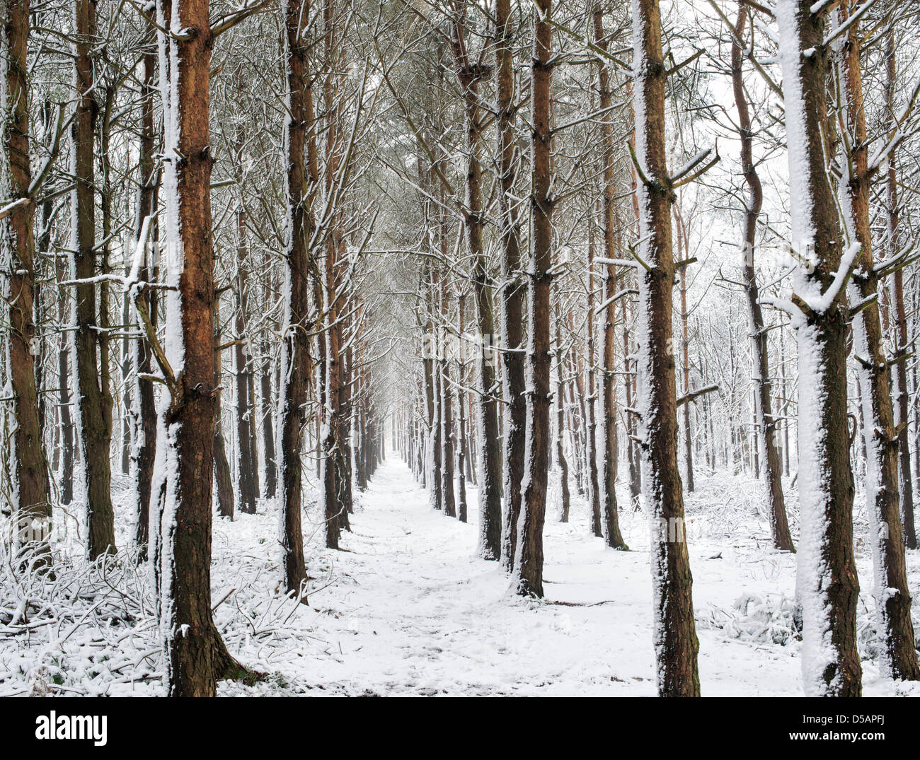 Winter Woods Photography