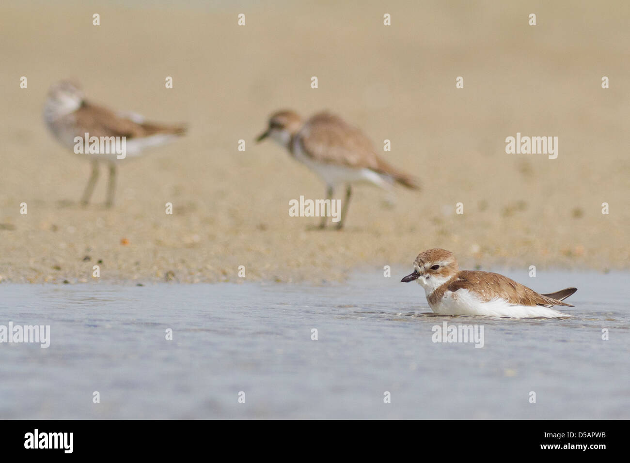 Narara hi-res stock photography and images - Alamy