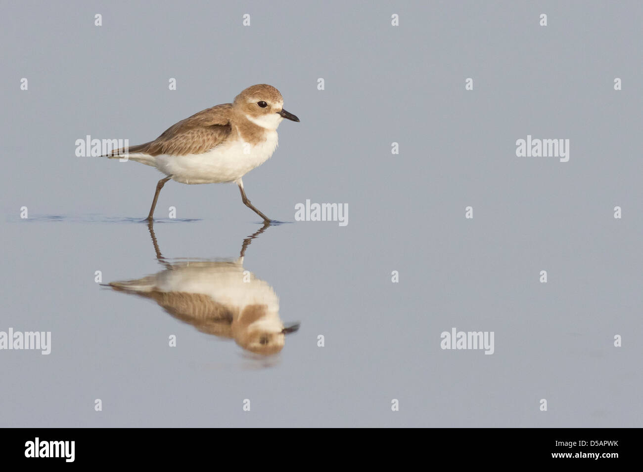 lesser sand plover running Stock Photo - Alamy