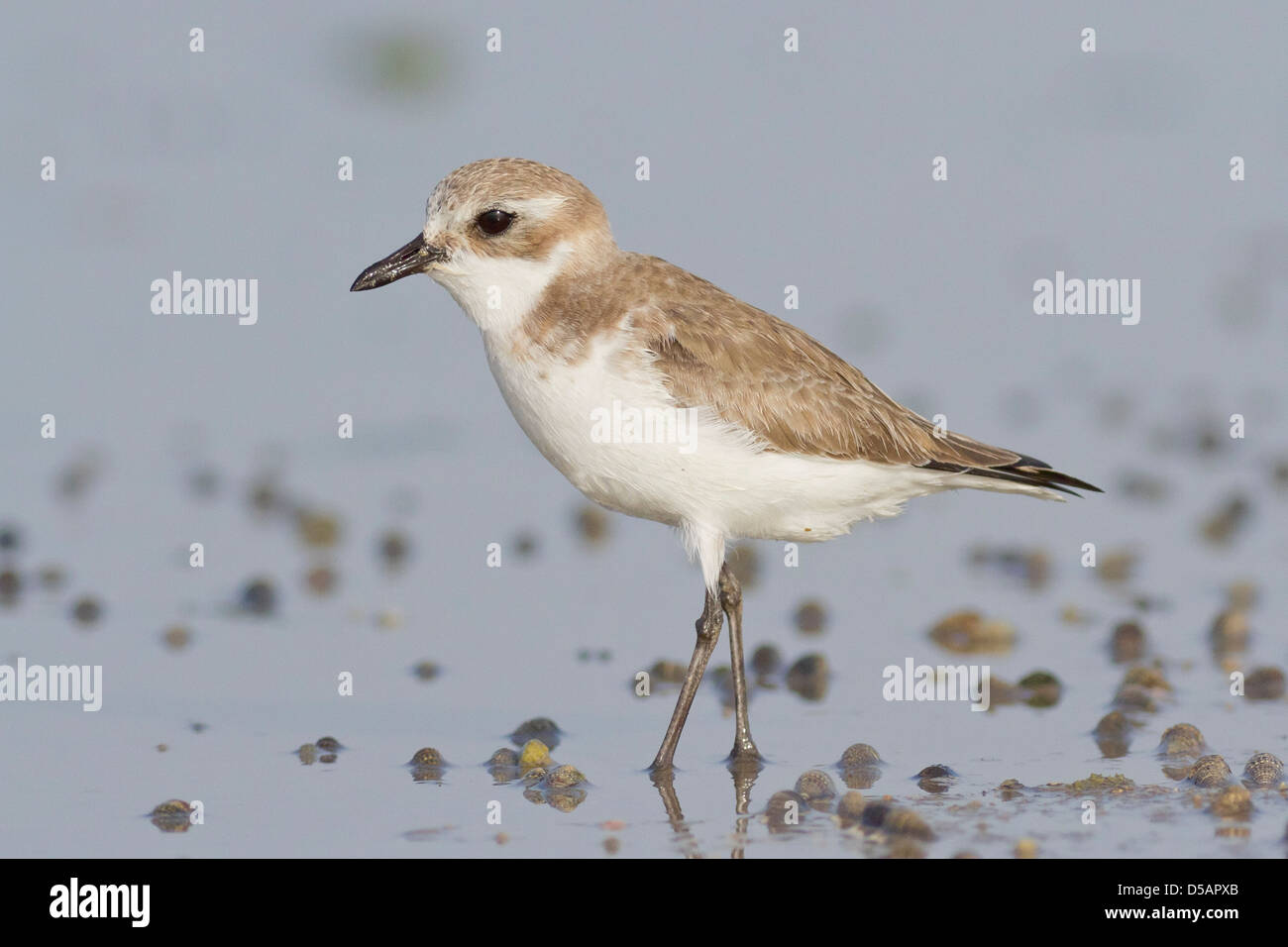 Narara hi-res stock photography and images - Alamy
