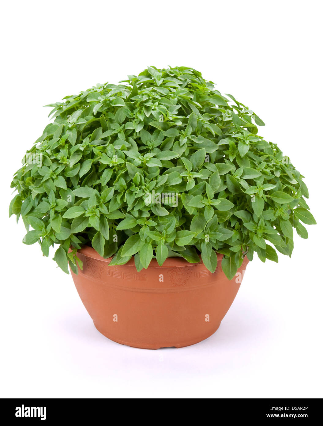 a small-leaf type basil in a brown plastic pot Stock Photo - Alamy