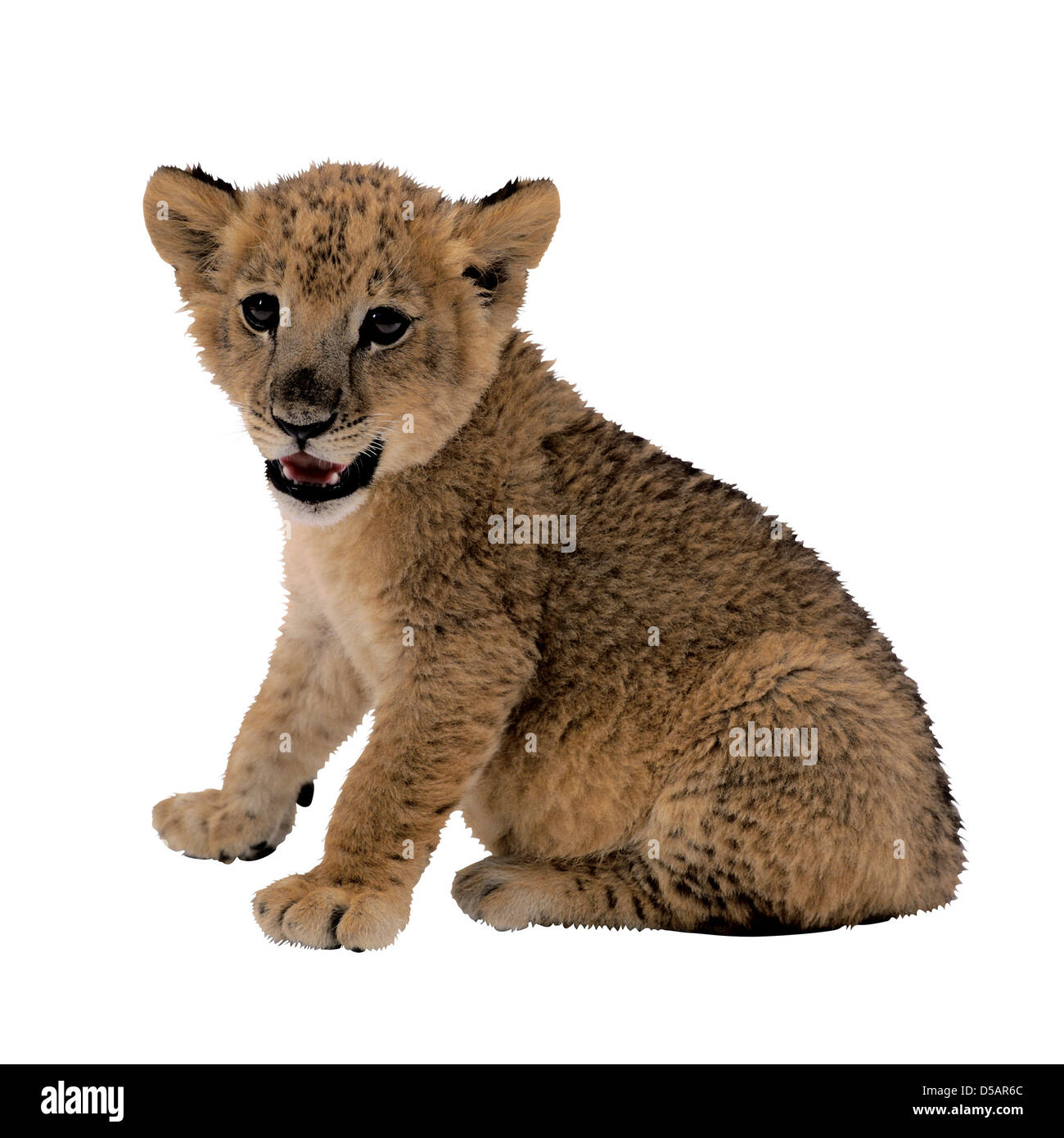 Lion and baby Cut Out Stock Images & Pictures - Alamy