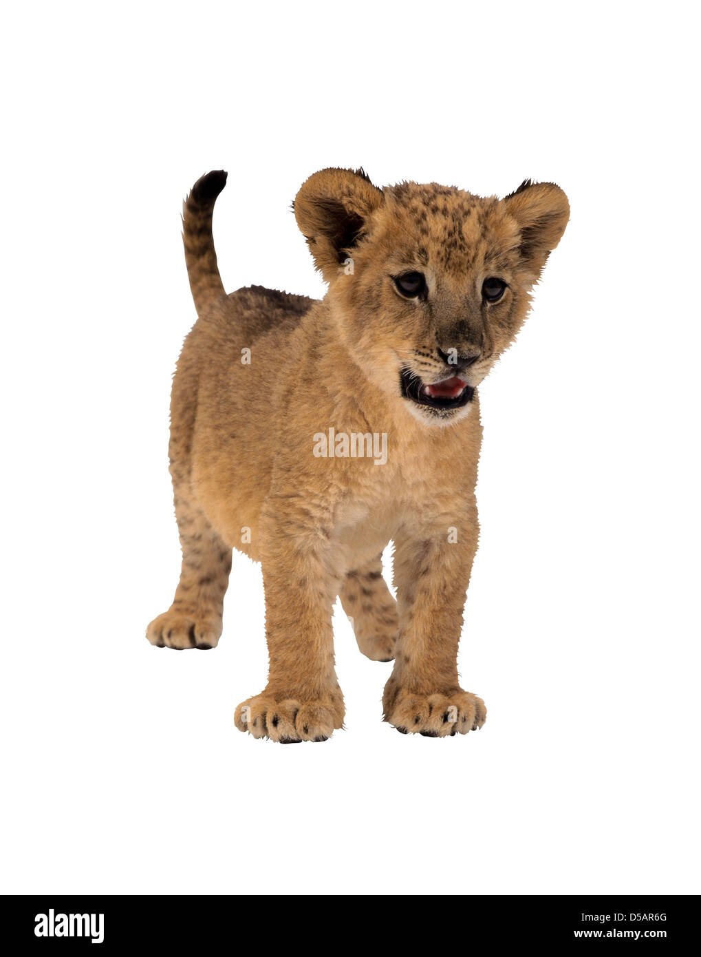 Zoo lion and animal Cut Out Stock Images & Pictures - Alamy